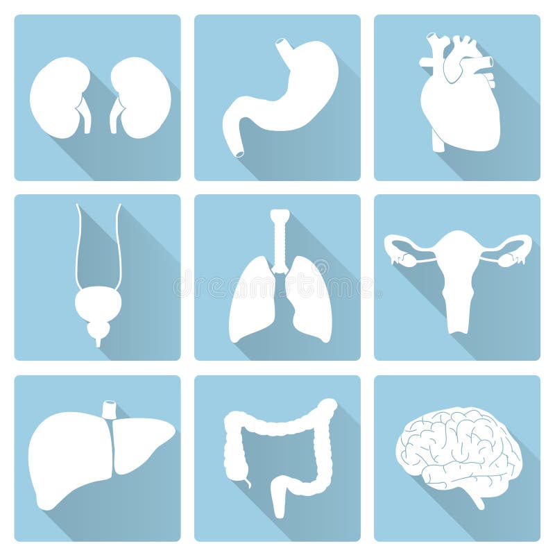 Internal Human Body Organs Flat Blue and White Icon Stock Vector ...