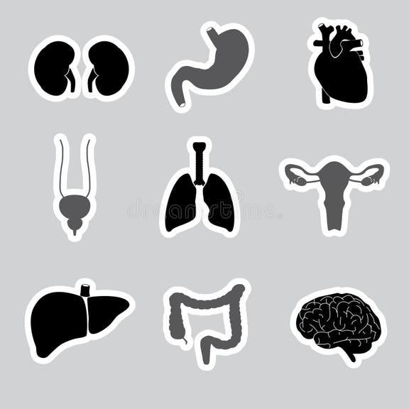 Internal Human Body Organs Stickers Stock Vector - Illustration of ...