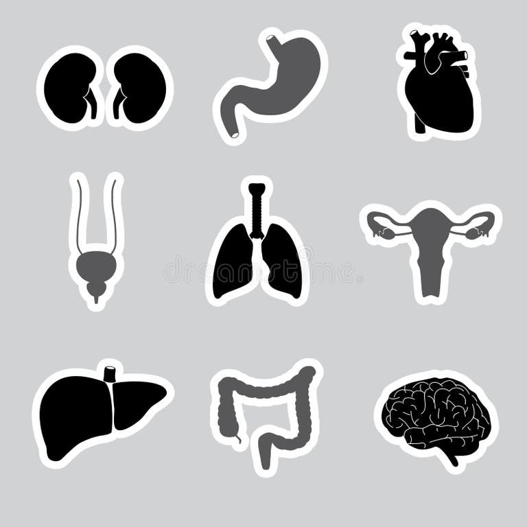 Internal Human Body Organs Stickers Stock Vector - Illustration of ...