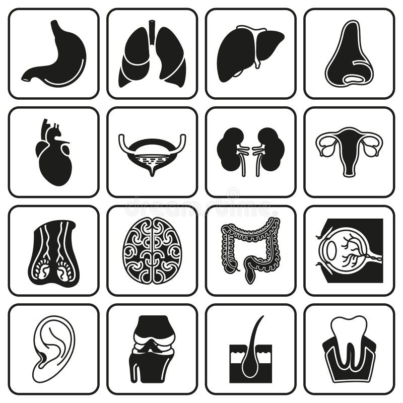 Internal Human Organs Hand Drawn Icons Set Vector Stock Vector ...
