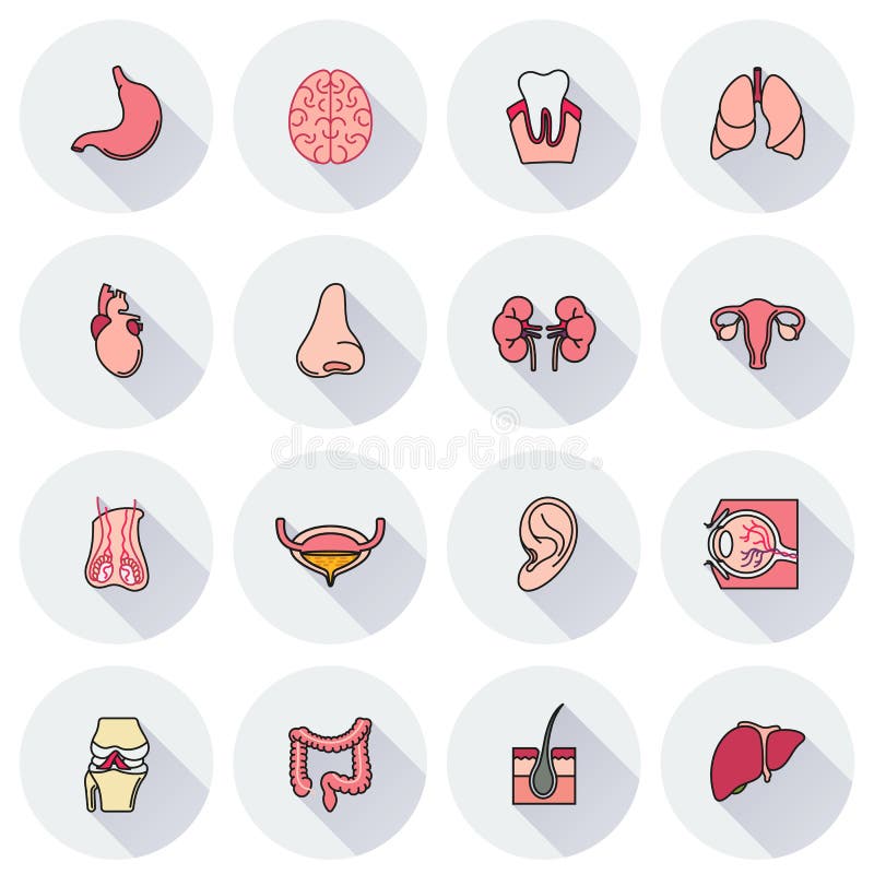 Internal Human Organs Icons Set Stock Illustration - Illustration of ...
