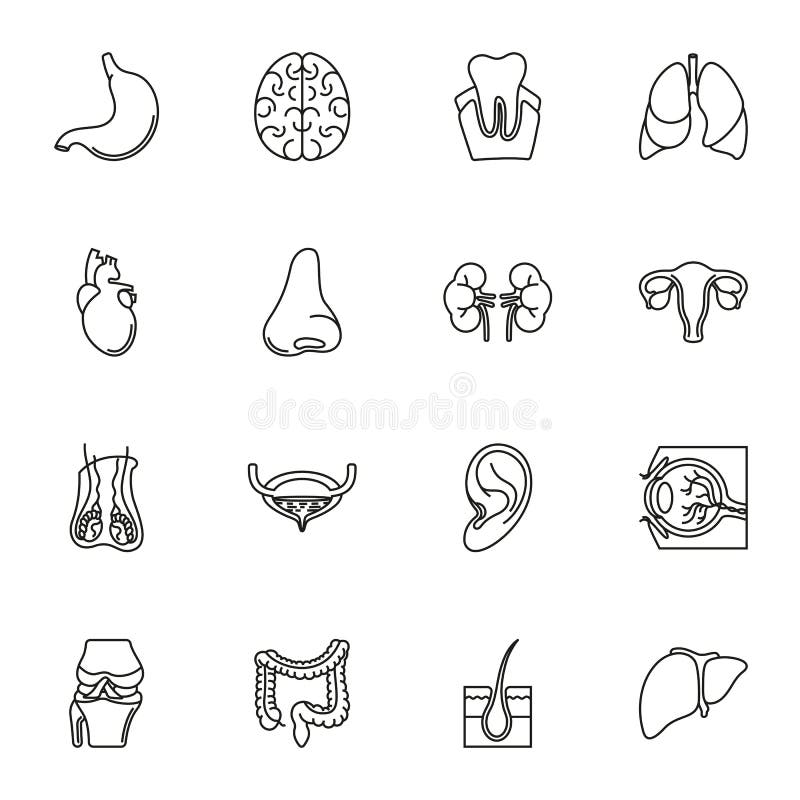 Internal Human Organs Icons Set Stock Illustration Illustration Of