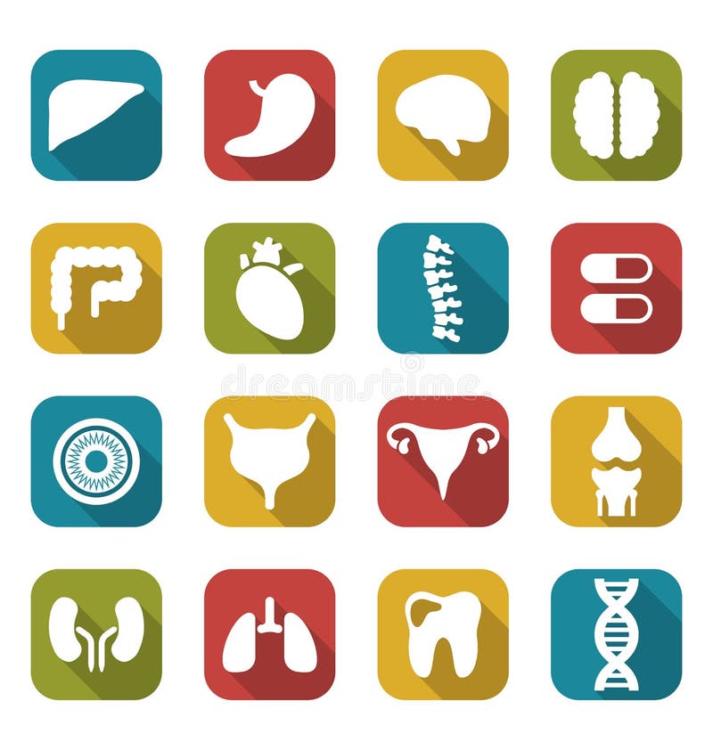 Internal Human Organs stock vector. Illustration of modern - 56131572