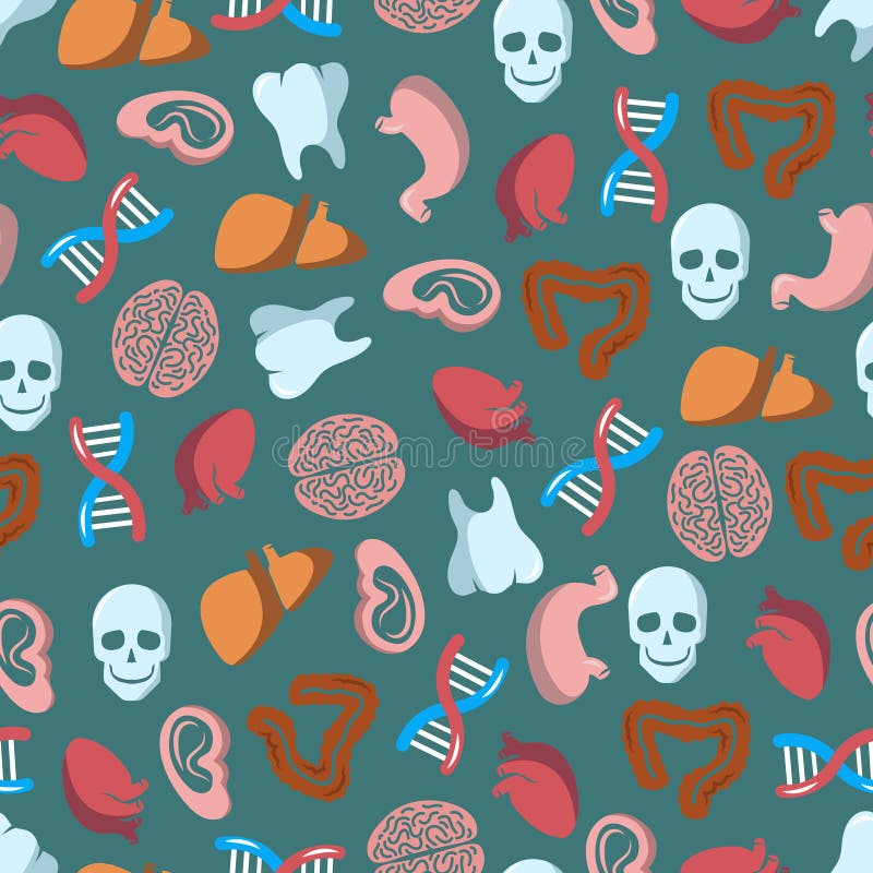 Internal Human Organs Seamless Pattern Stock Vector - Illustration of ...