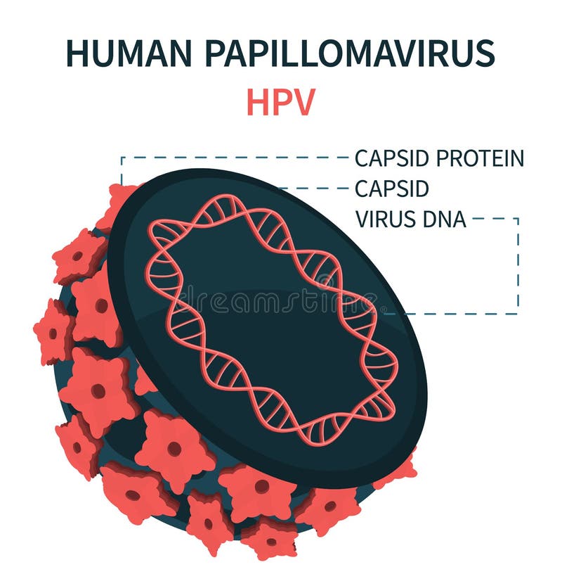 An Enlarged Schematic Structure of Papilloma Virus Stock Vector ...