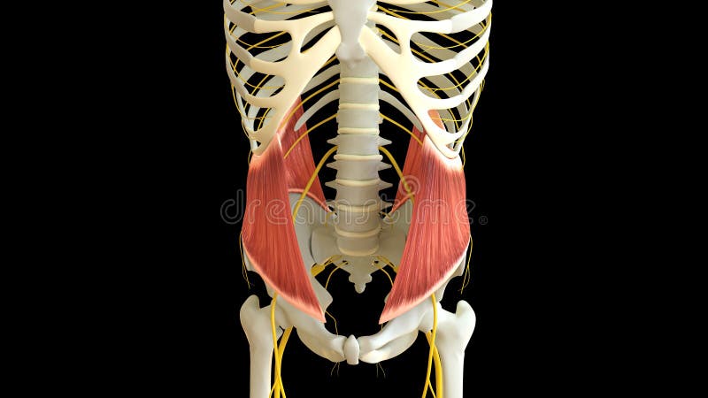 Internal Oblique Anatomy for Medical Concept 3D Rendering Stock ...