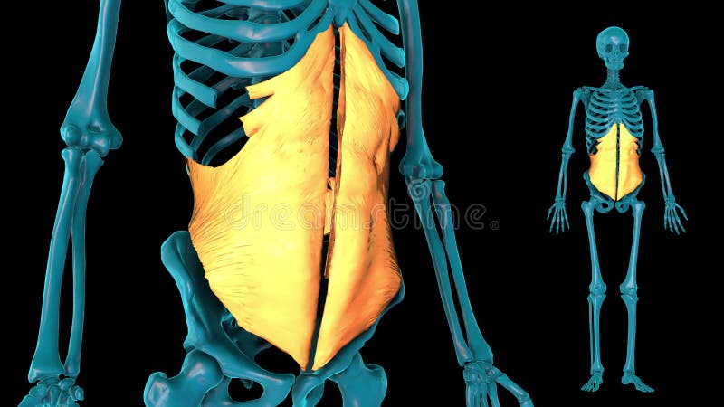 Internal Oblique on a White Background- 3D Model Stock Footage - Video ...