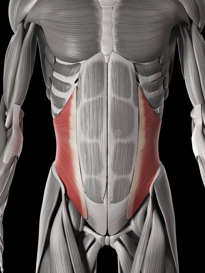 Transversus Abdominis Muscle Stock Illustration - Illustration of ...