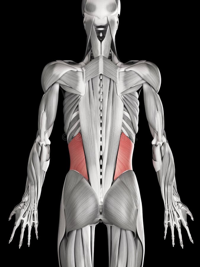 The internal oblique stock illustration. Illustration of internal ...