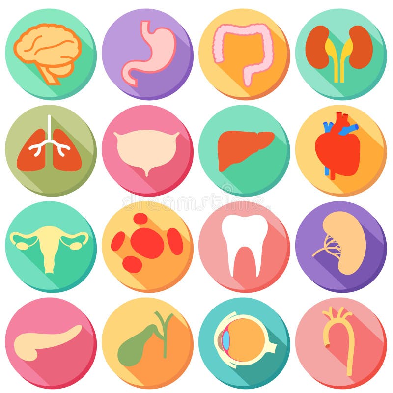 Vector Icon Set of Human Internal and External Organs in Flat Style ...