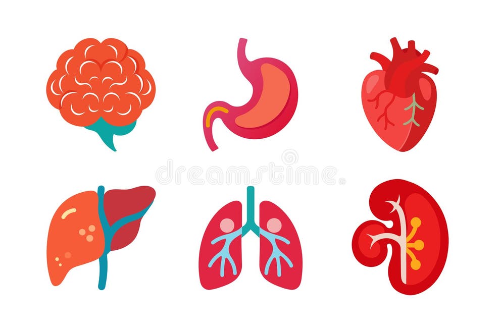 Internal Organ of Human Body Vector Elements Bundle Stock Vector ...