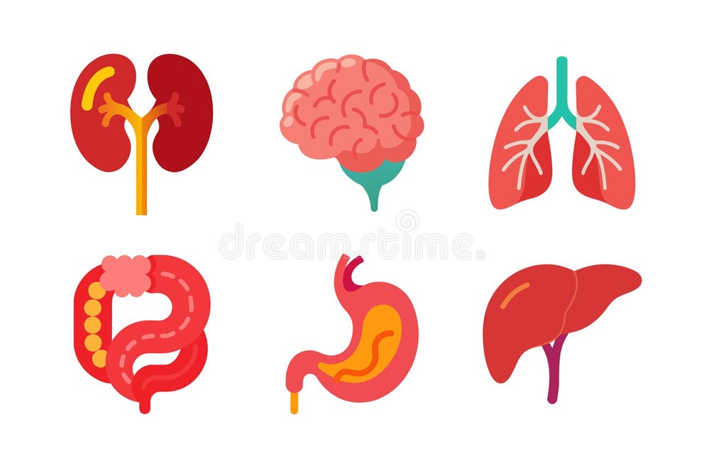 Internal Organ of Human Body Vector Elements Bundle Stock Vector ...