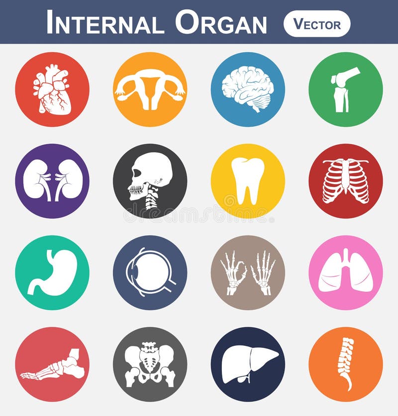 Internal Organ icon stock vector. Illustration of hand - 65136999