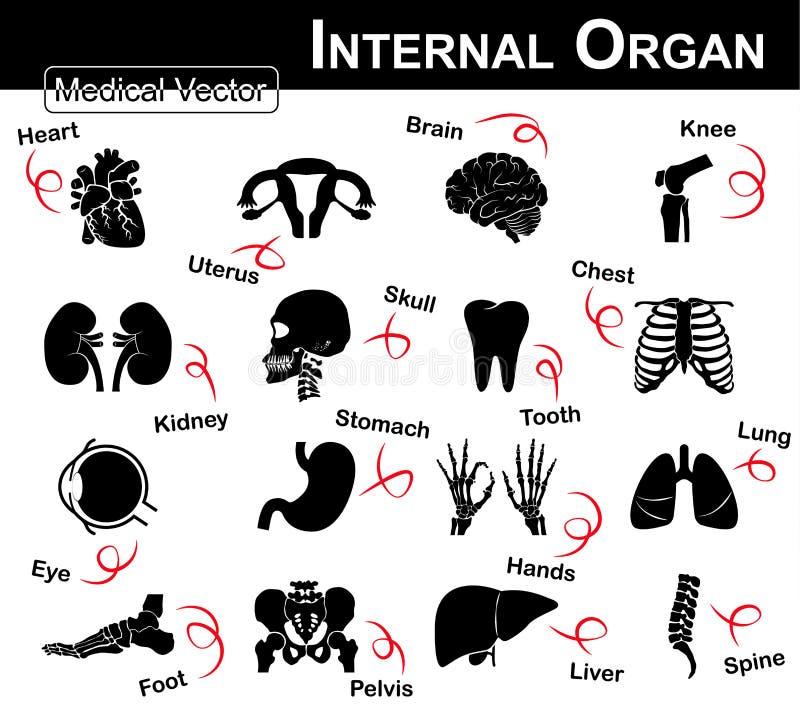 Internal Organ icon stock vector. Illustration of lung - 65091576