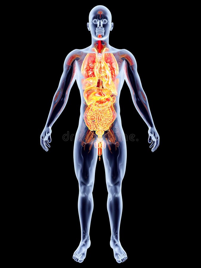 Anatomy of Human Body Internal Structure Stock Illustration ...
