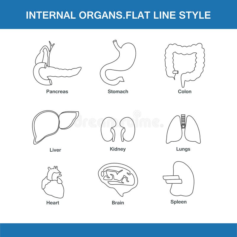 Internal Organs Flat Line Style Stock Illustration - Illustration of ...
