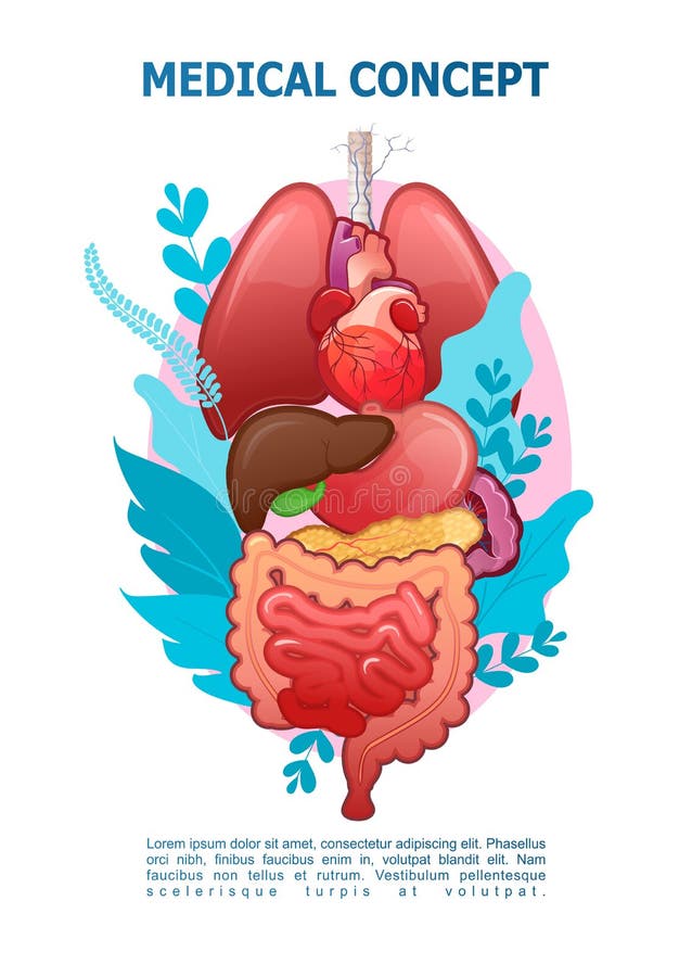 Internal Organs Gastrointestinal Tract Poster Stock Vector ...