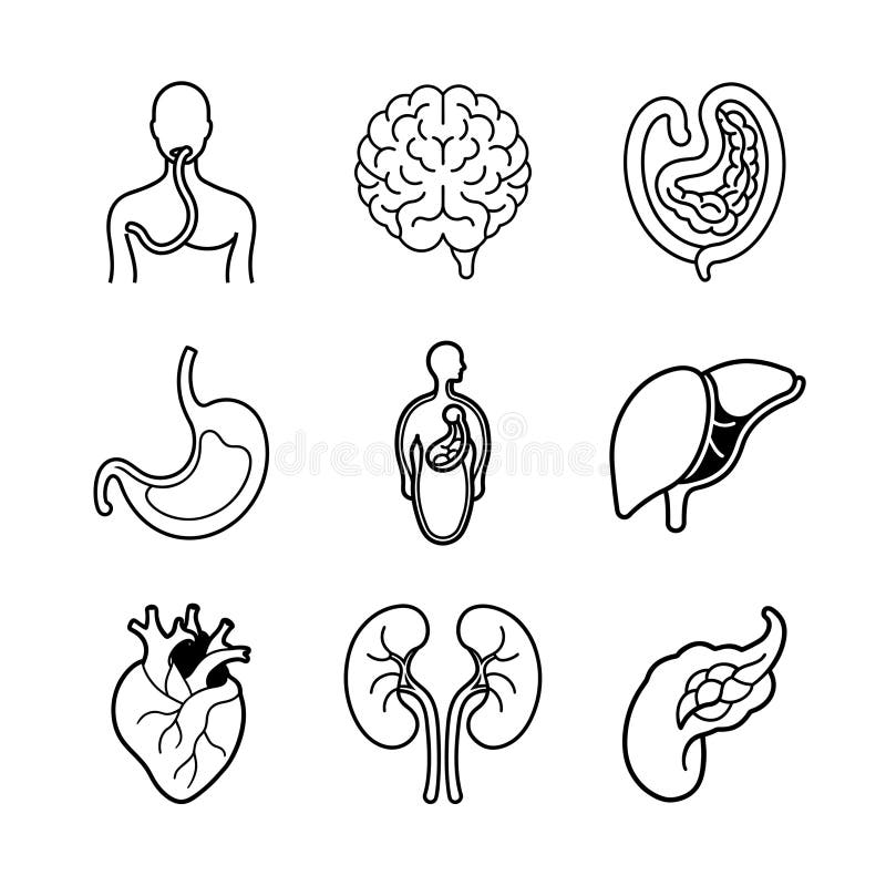 Internal Organs of Human Body Vector Line Art Illustration Bundle Stock ...