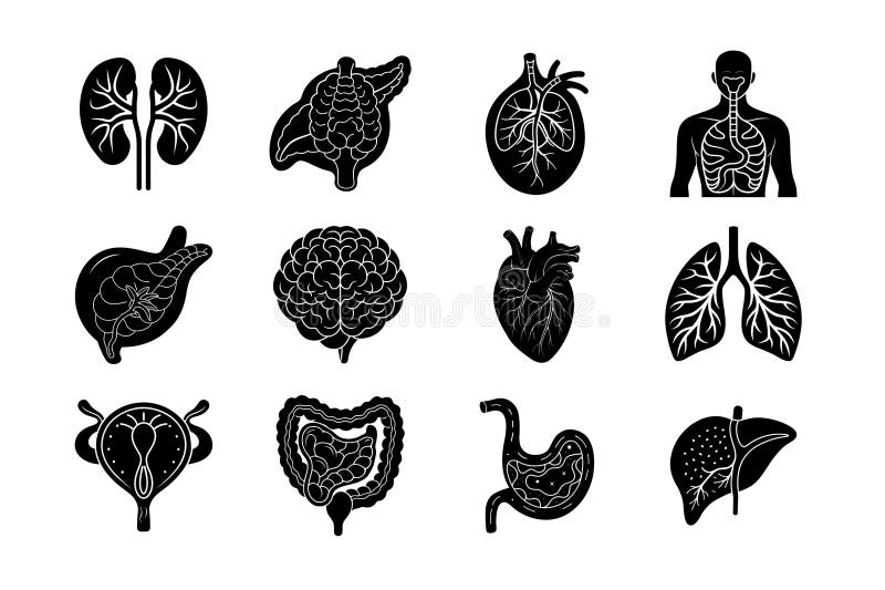 Internal Organs of Human Body Vector Silhouette Art Illustration Bundle ...