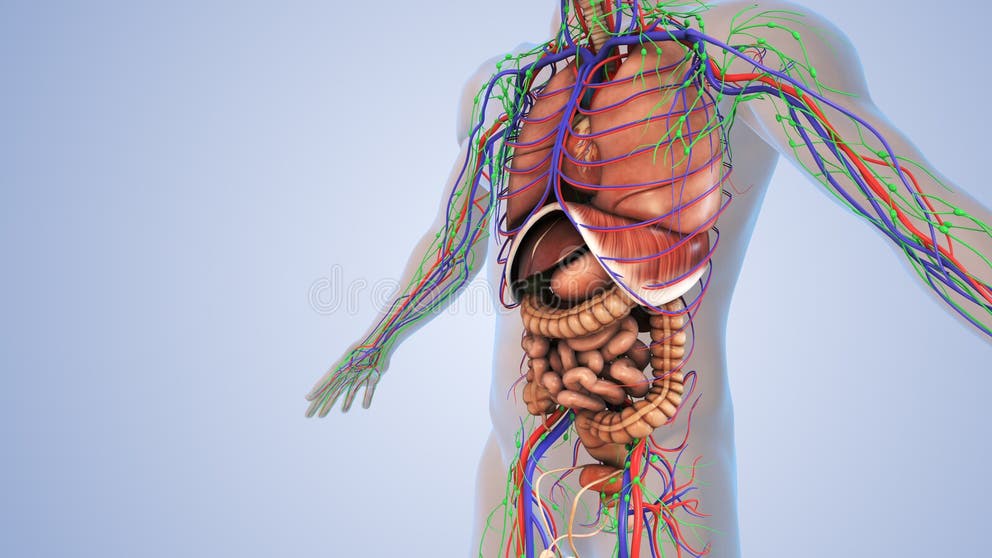An Individual S Body S Internal Organs Stock Image - Image of healthy ... An Individual S Body S Internal Organs Stock Image - Image of healthy ...