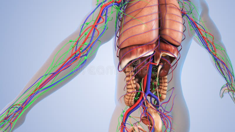 An Individual S Body S Internal Organs Stock Image - Image of attention ... An Individual S Body S Internal Organs Stock Image - Image of attention ...