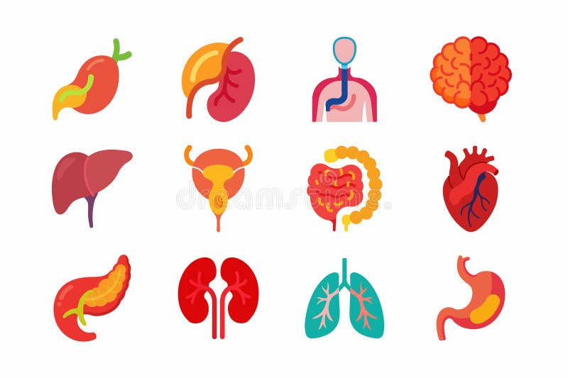 Internal Organs of Human Body Vector Silhouette Art Illustration Bundle ...