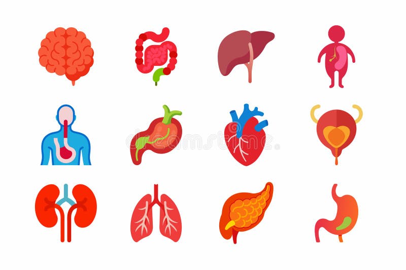 Internal Organs of Human Vector Art Illustration Bundle Stock Vector ...