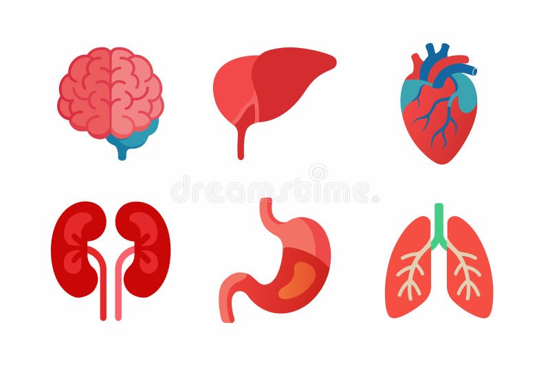 Internal Organs of Human Vector Art Illustration Bundle Stock Vector ...