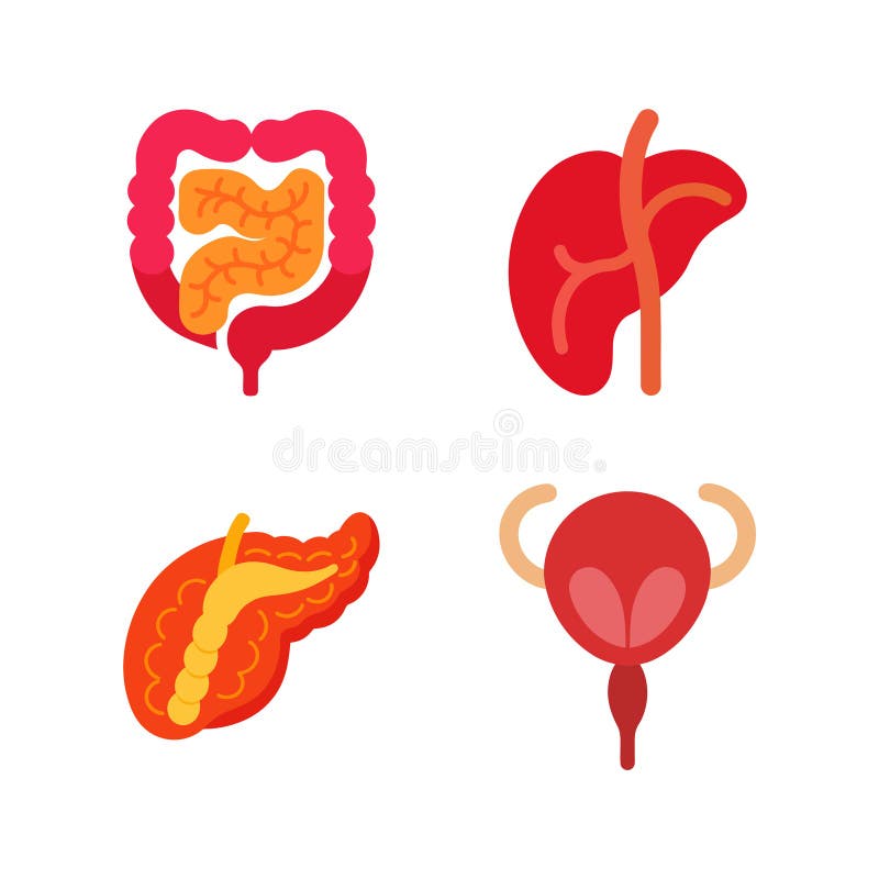 Internal Organs of Human Body Vector Silhouette Art Illustration Bundle ...
