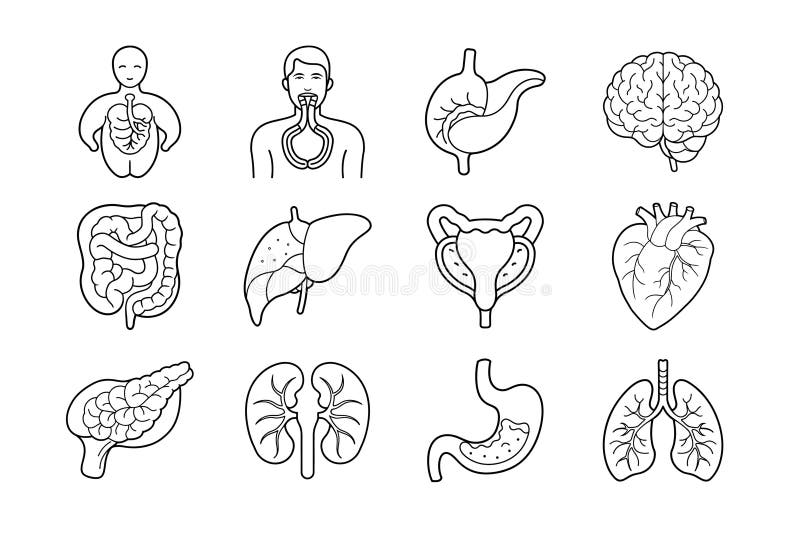 Internal Organs of Human Vector Line Art Bundle Stock Vector ...