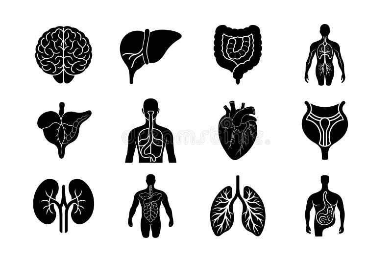 Internal Organs of Human Vector Silhouette Bundle Stock Vector ...