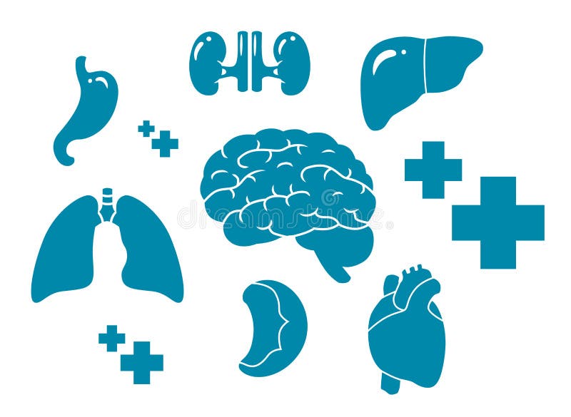 Internal organs icon set stock vector. Illustration of isolated - 90799864