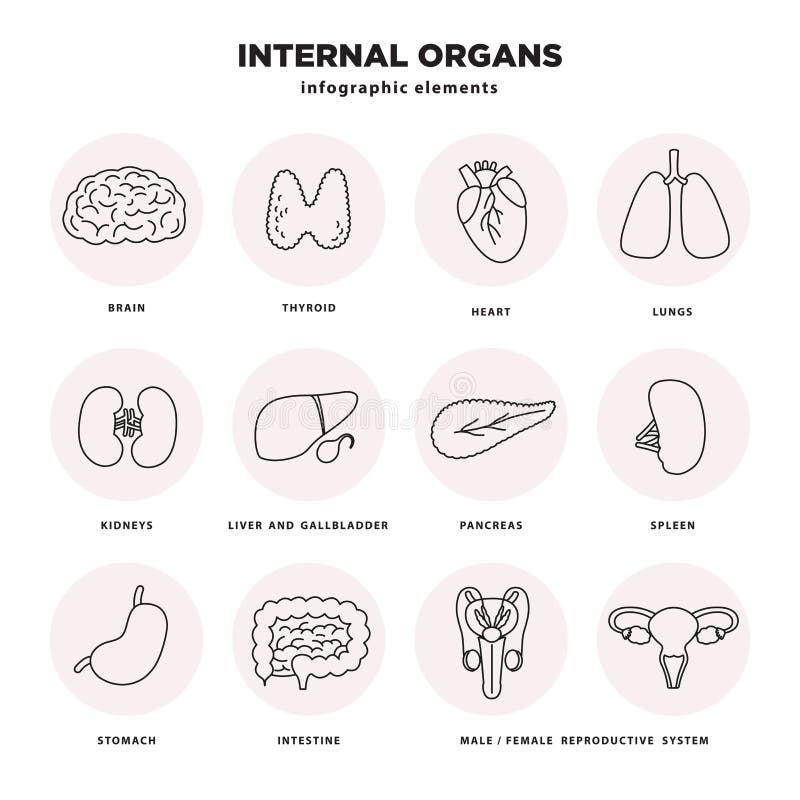 Intestine Outline Stock Illustrations – 3,909 Intestine Outline Stock ...