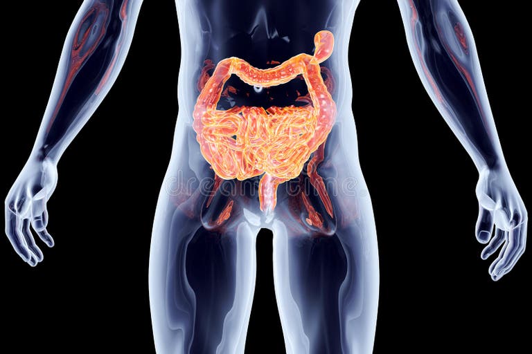 Internal Organs - Intestines Stock Illustration - Illustration of ...
