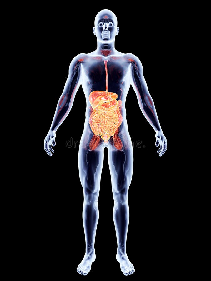 Internal Organs - Intestines Stock Illustration - Illustration of ...