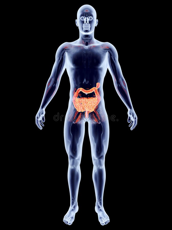 Internal Organs - Intestines Stock Illustration - Illustration of ...