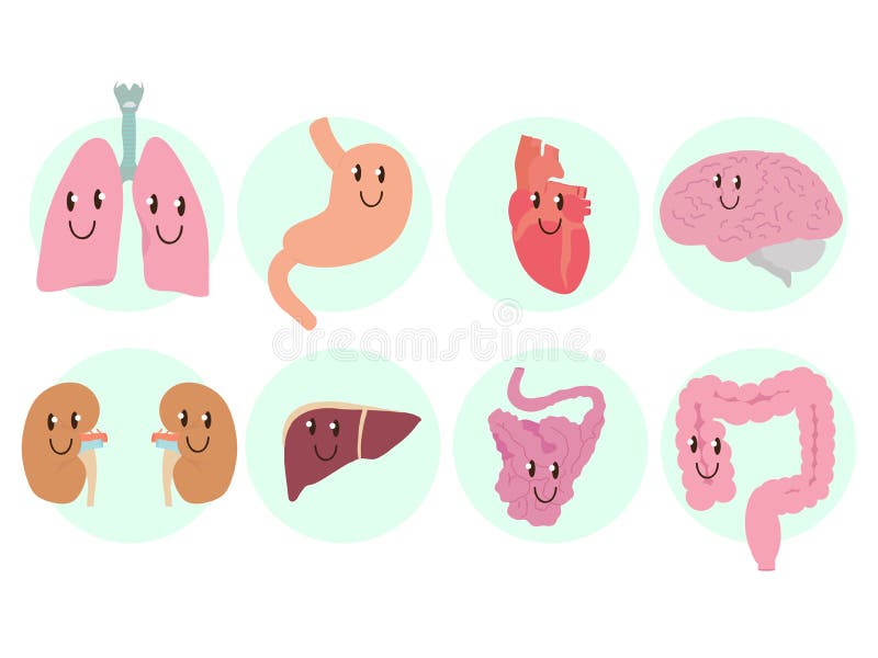 Internal Organs of Man. Character. Stock Vector - Illustration of ...