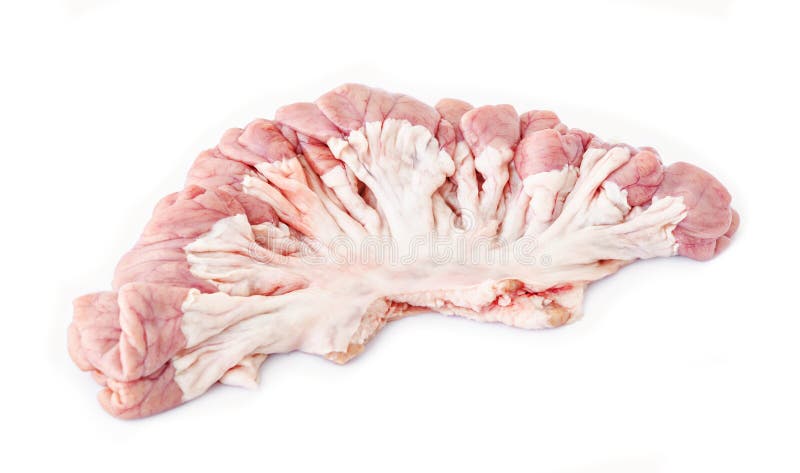 Internal organs of pig. stock photo. Image of bacon, entrails - 97774374