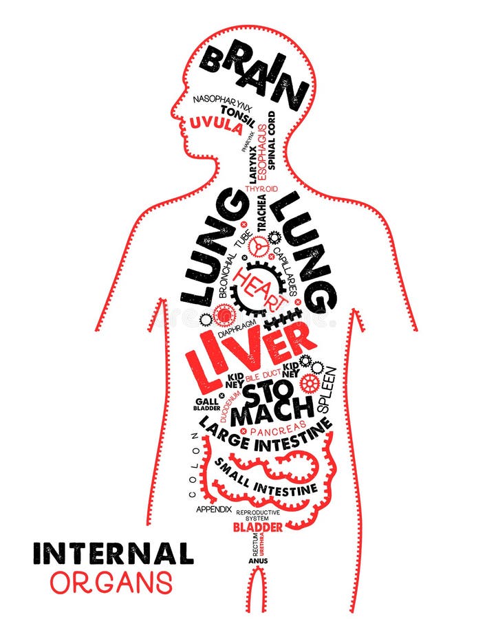 Internal Organs Typographic Artwork. Internal Organs Poster. Vector ...