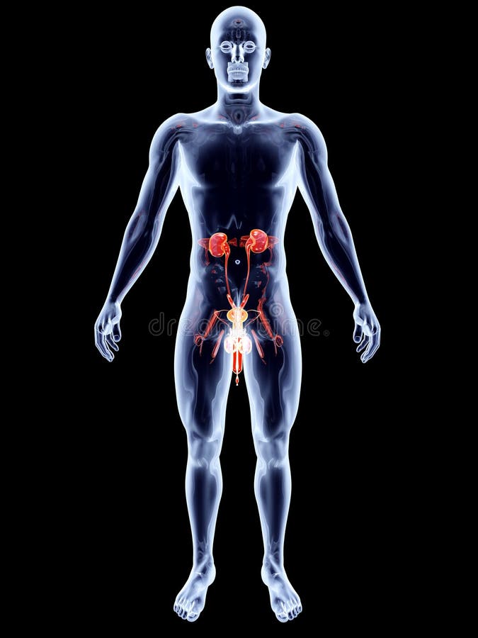 Male Genitals 3d Stock Illustrations – 6 Male Genitals 3d Stock ...