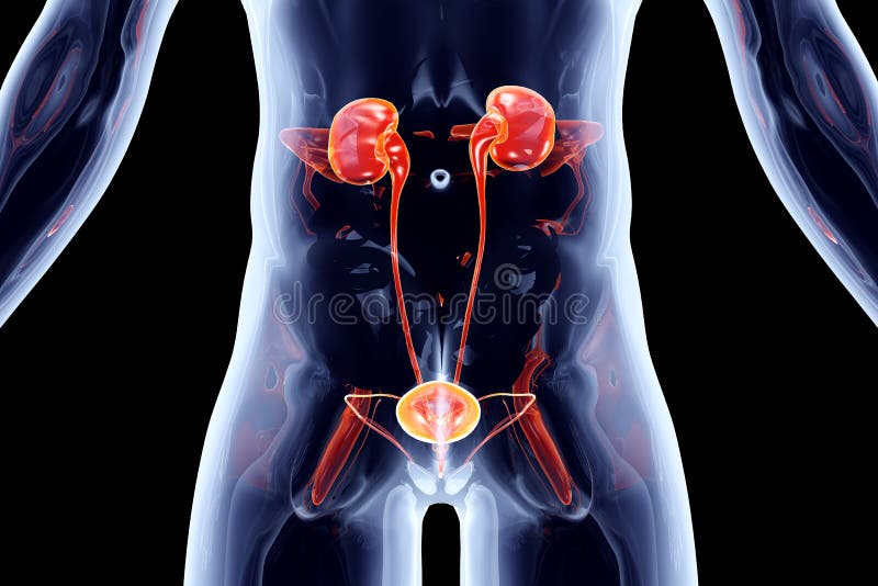 Render of urinary system stock illustration. Illustration of graphics ...