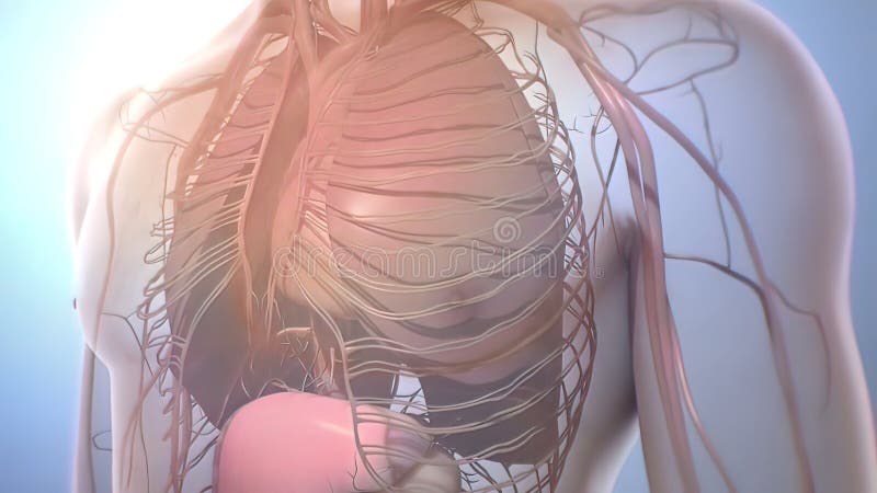 Internal Organs and Vascular System Stock Illustration - Illustration ...