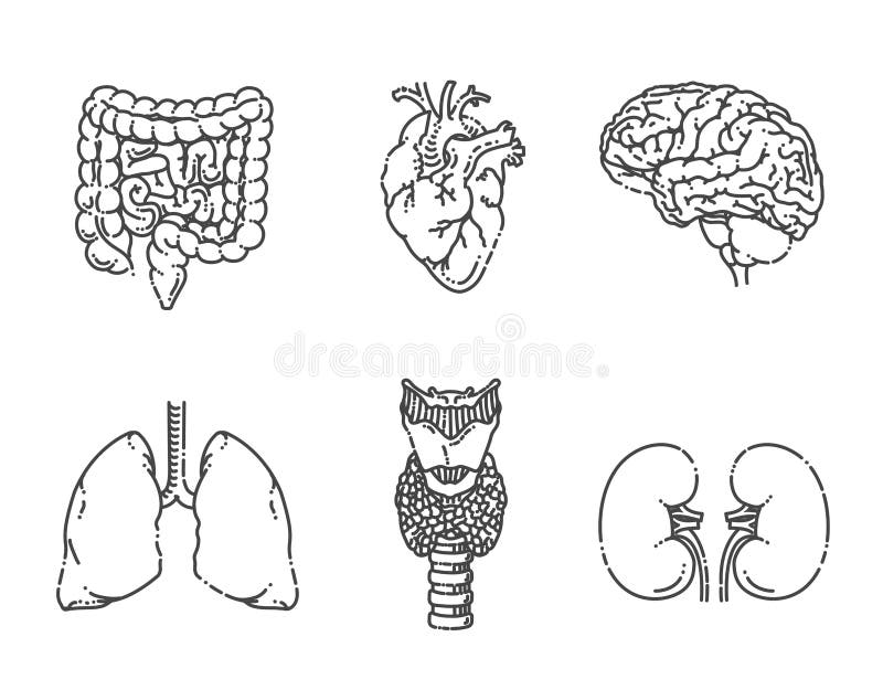 Internal Organs. Vector Medical Icons Set Stock Vector - Illustration ...