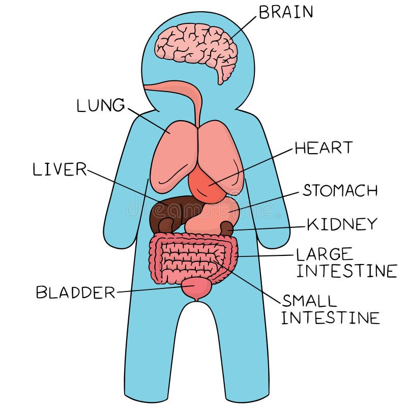 Boy And Girl. Body Parts, Anatomy Stock Vector - Illustration of knee ...