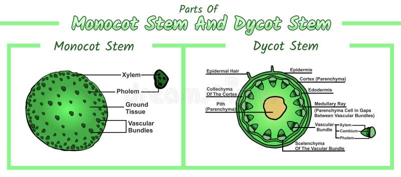 Internal Part of Monocot and Dicot Stem Stock Vector - Illustration of ...