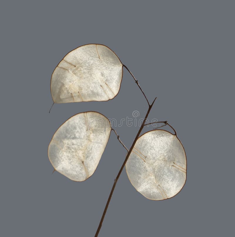 Internal Partition of the Lunar Pod Stock Image - Image of beauty, park ...