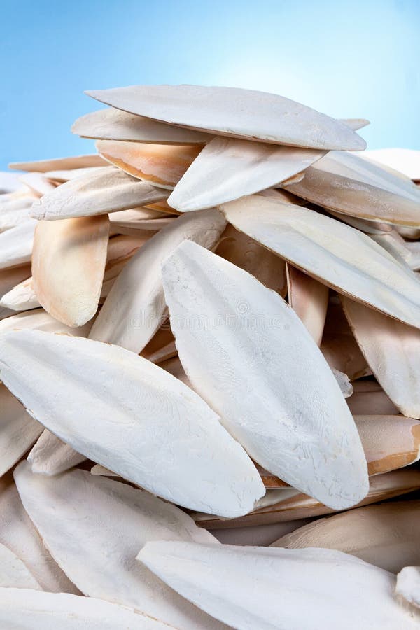 The Internal Shell or Bone of Dead Cuttlefish. Cuttlefish Bone on ...