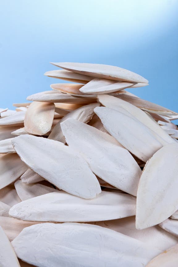 The Internal Shell or Bone of Dead Cuttlefish Stock Image - Image of ...