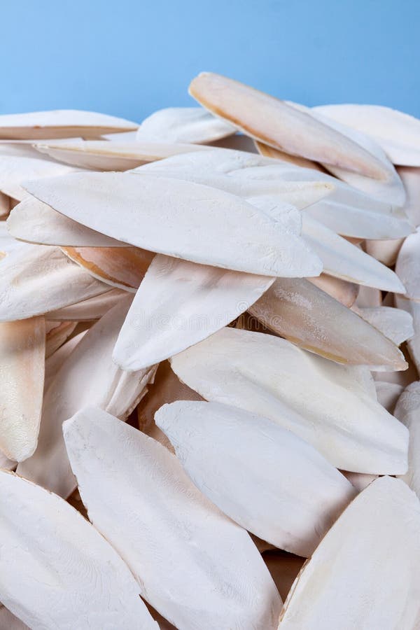 Cuttlefish bone stock photo. Image of oceans, marine - 60722102