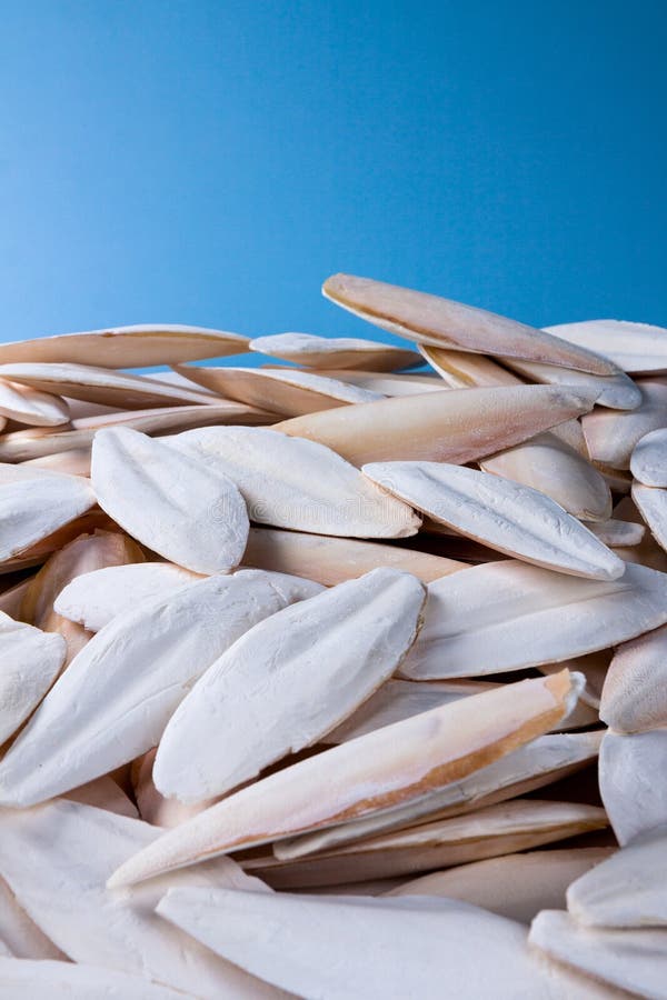 The Internal Shell or Bone of Dead Cuttlefish. Cuttlefish Bone on ...